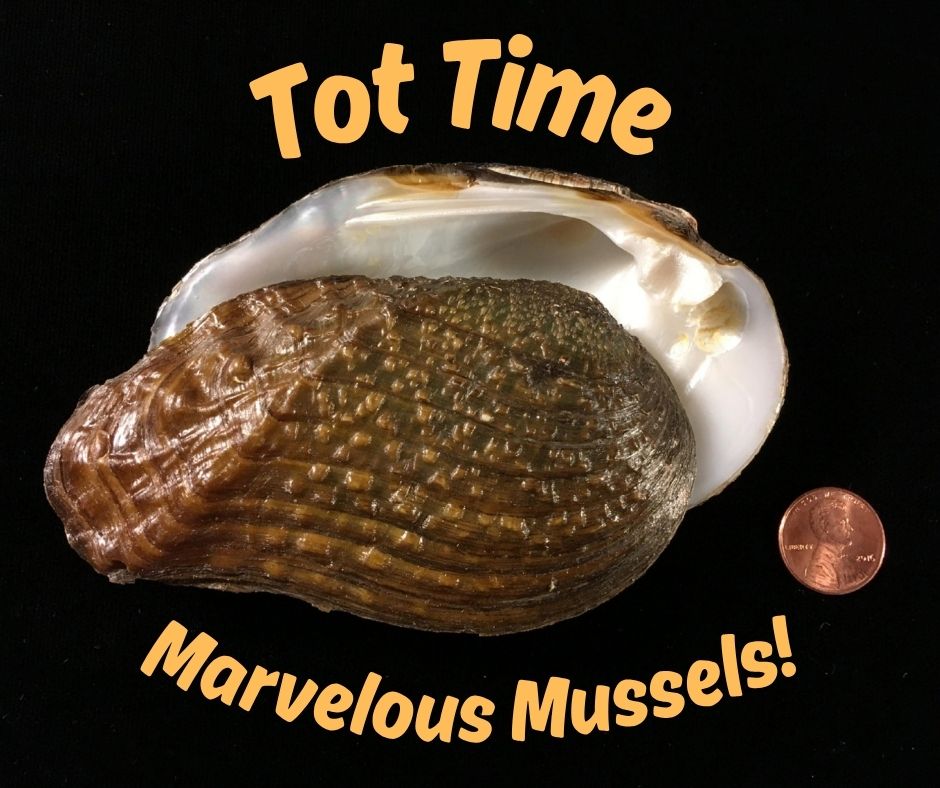 Tot Time: Marvelous Mussels!