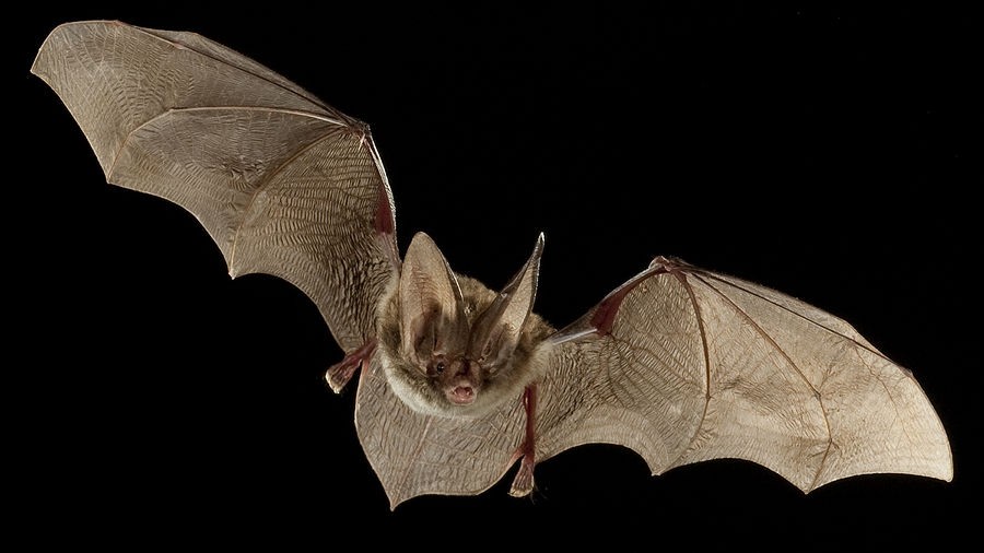 Tot Time: Bat Bonanza!