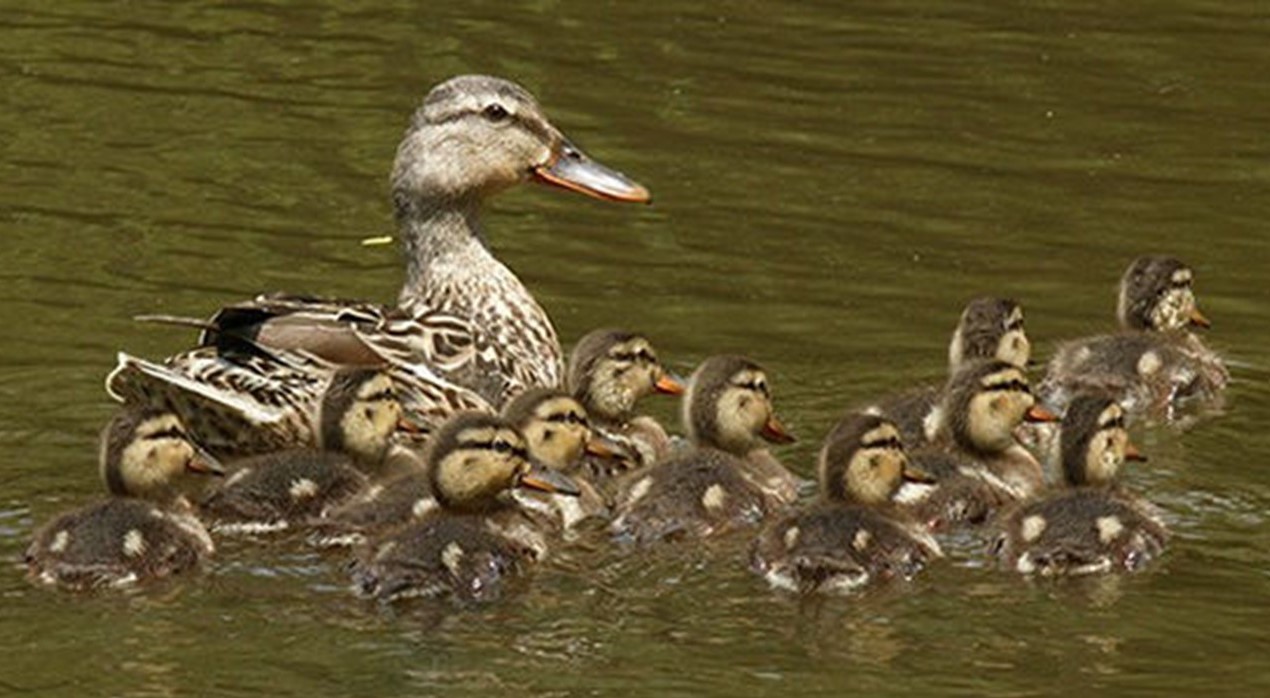 Tot Time: Quacky Ducks