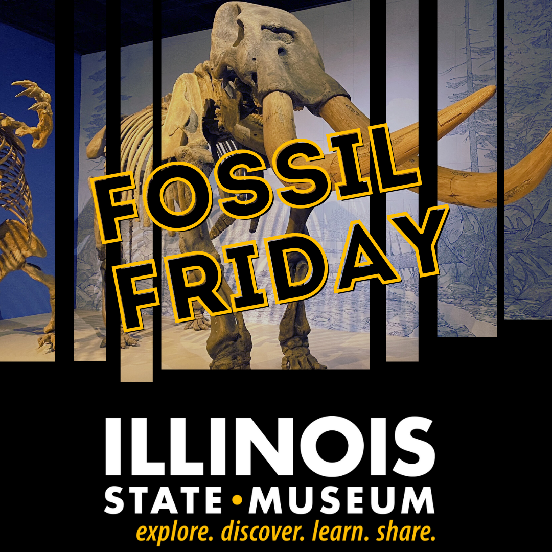 Fossil Friday